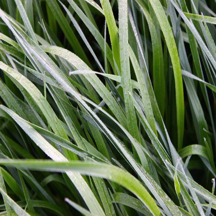 Annual Ryegrass Seed Rivendell Distribution