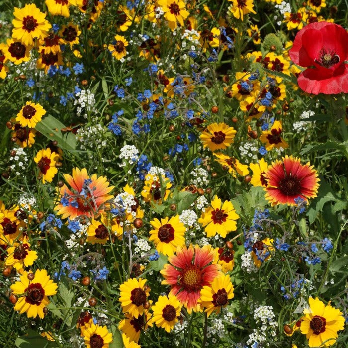Honey Bee Wildflower Seed Mix – Rivendell Distribution