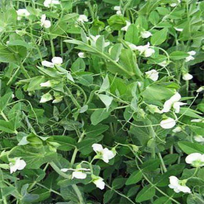 Organic Winter Pea Seeds | Frost Master Winter Peas – Rivendell ...