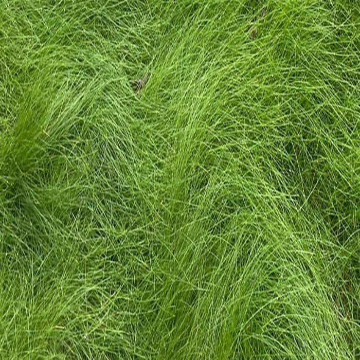 Red Fescue Grass Seed